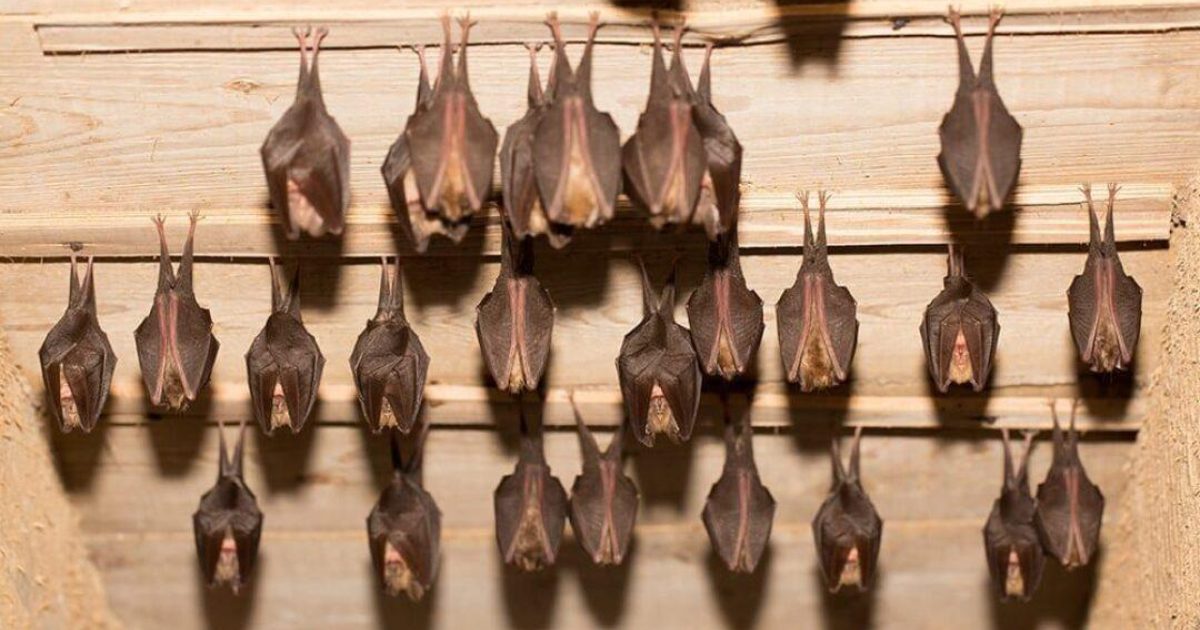 Hestercombe’s 2024 Annual Bat Count - Parks & Gardens