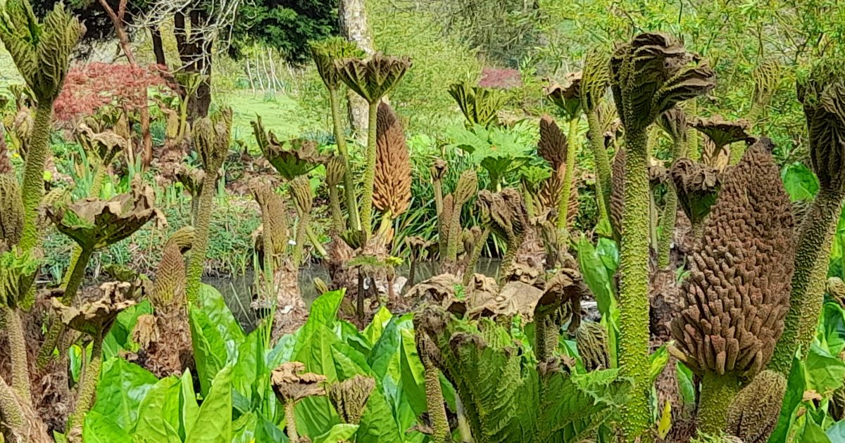 Burrow Farm Gardens - Axminster - Parks & Gardens