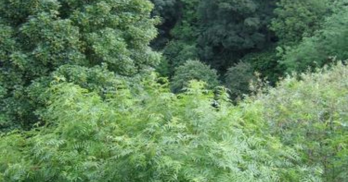 Jesmond Dene - Newcastle - Parks & Gardens
