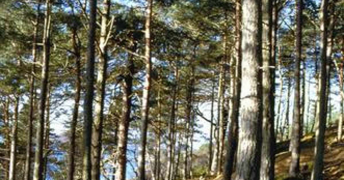 Balmacara Estate - Kyle of Lochalsh - Parks & Gardens