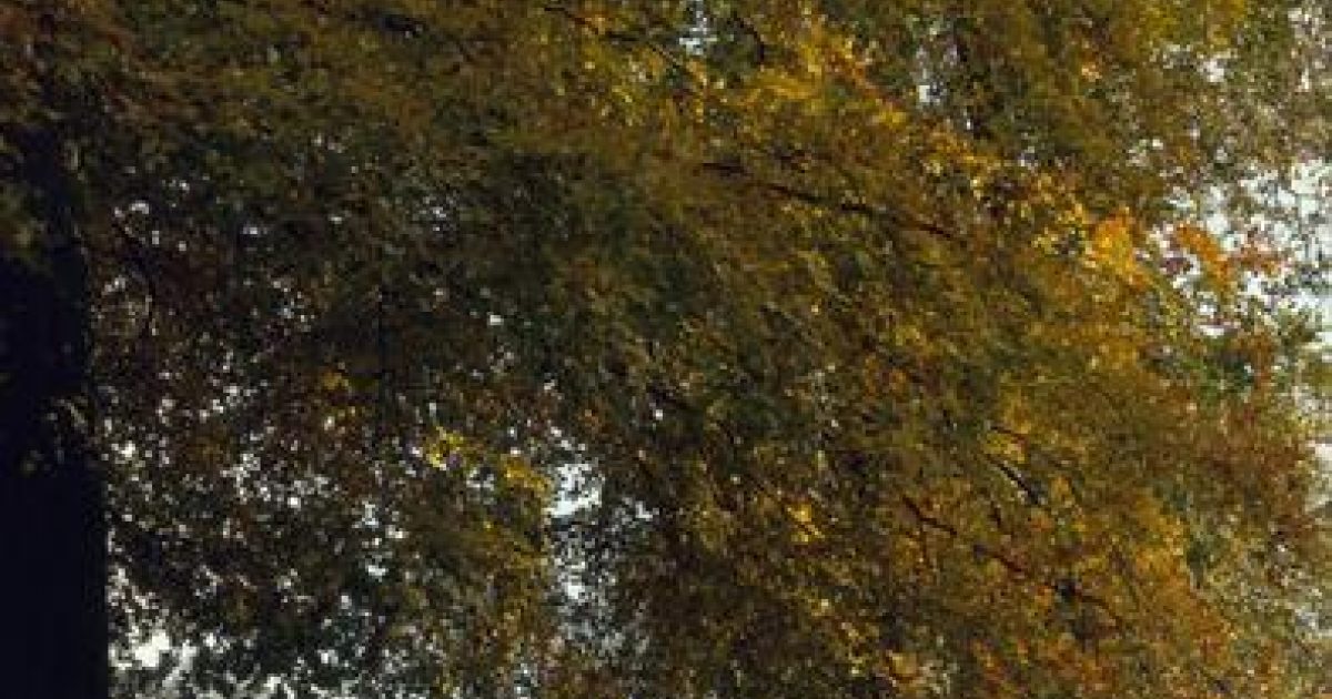 Knole - Sevenoaks - Parks & Gardens