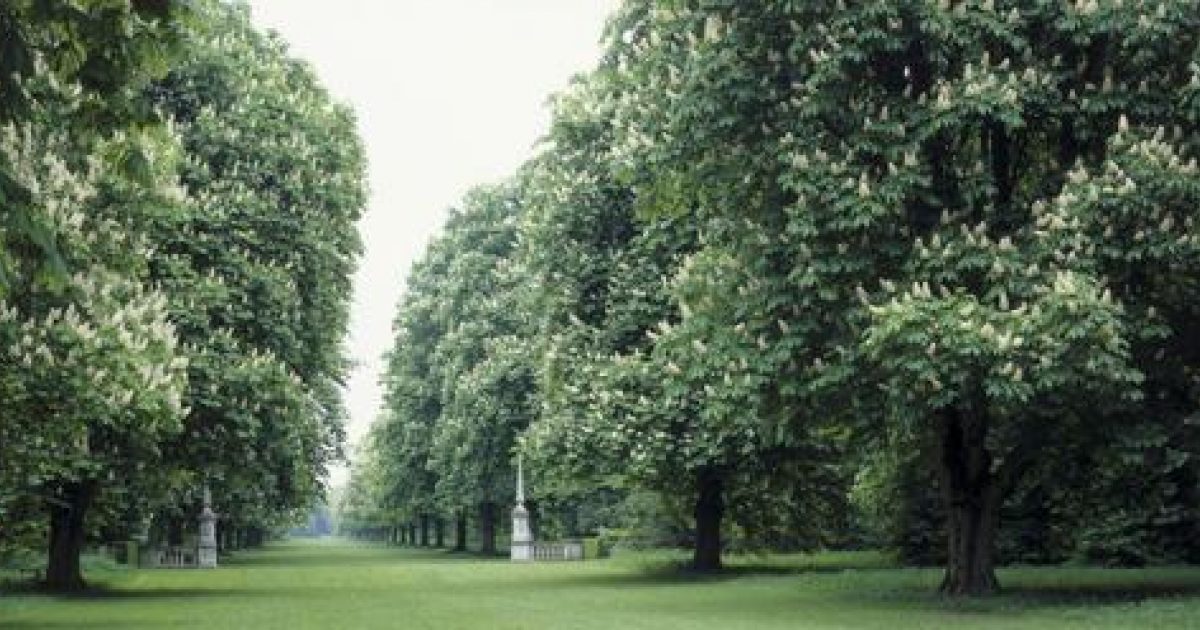 Anglesey Abbey - Lode - Parks & Gardens