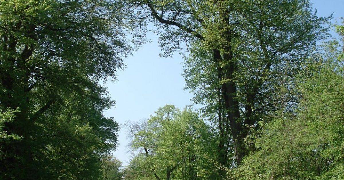 Tring Park - Tring - Parks & Gardens