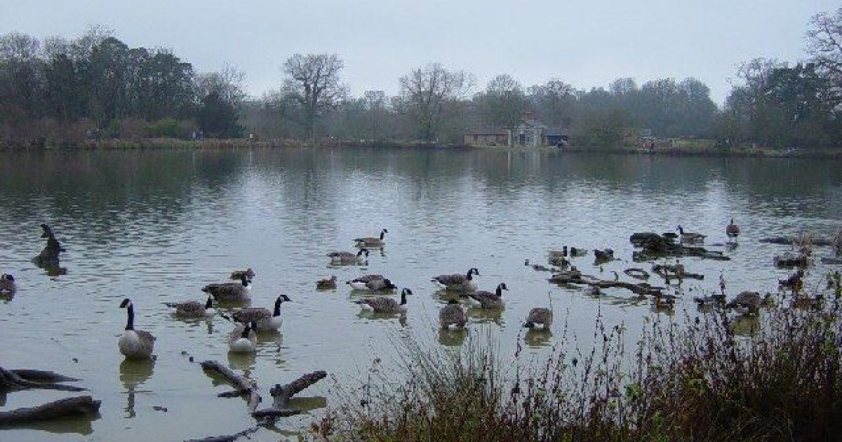 Hatfield Forest - Bishop's Stortford - Parks & Gardens