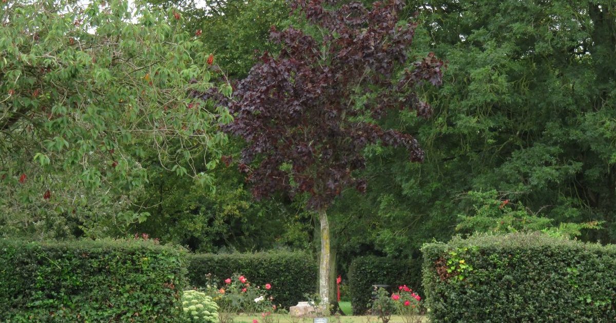 War Memorial Recreation Ground, Fordingbridge -… - Parks & Gardens